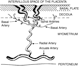 Chapter 2 – Unraveling the anatomy | Obgyn Key